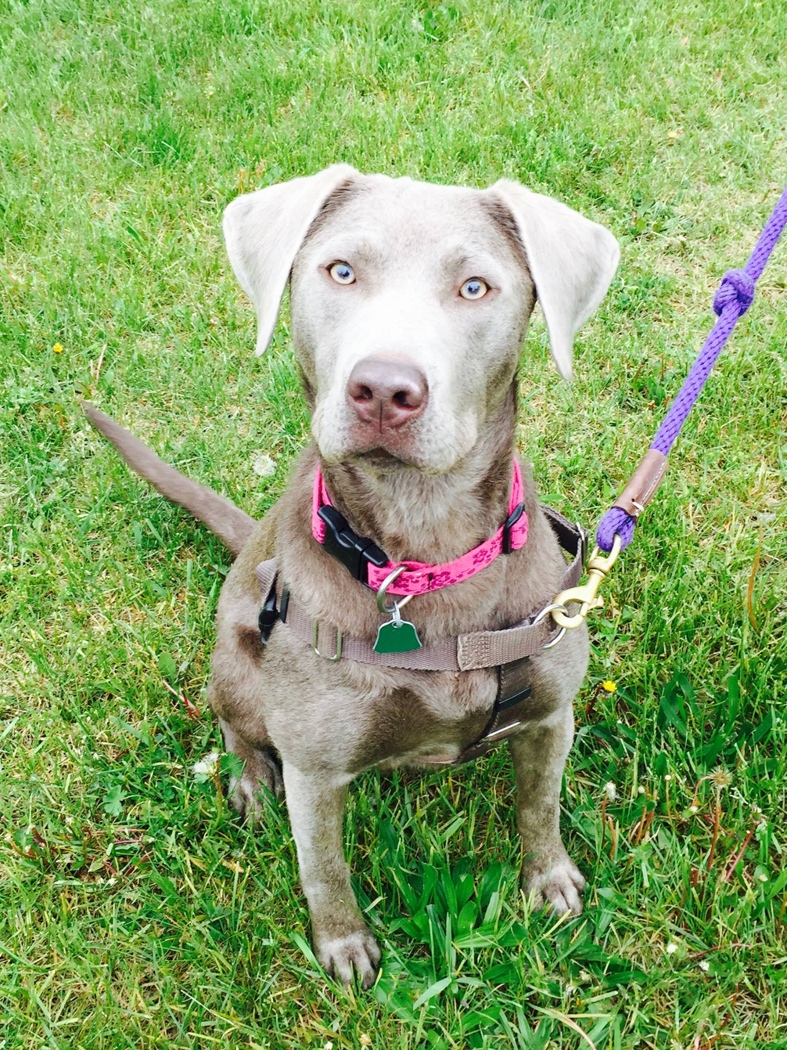 13227379_10153854116499690_3273926507845959614_o | Coast Dogs Training