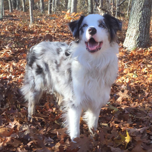 About Us – Coast Dogs Training