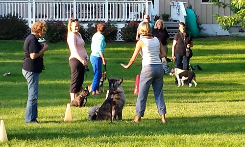 Dog Obedience Training – Coast Dogs Training
