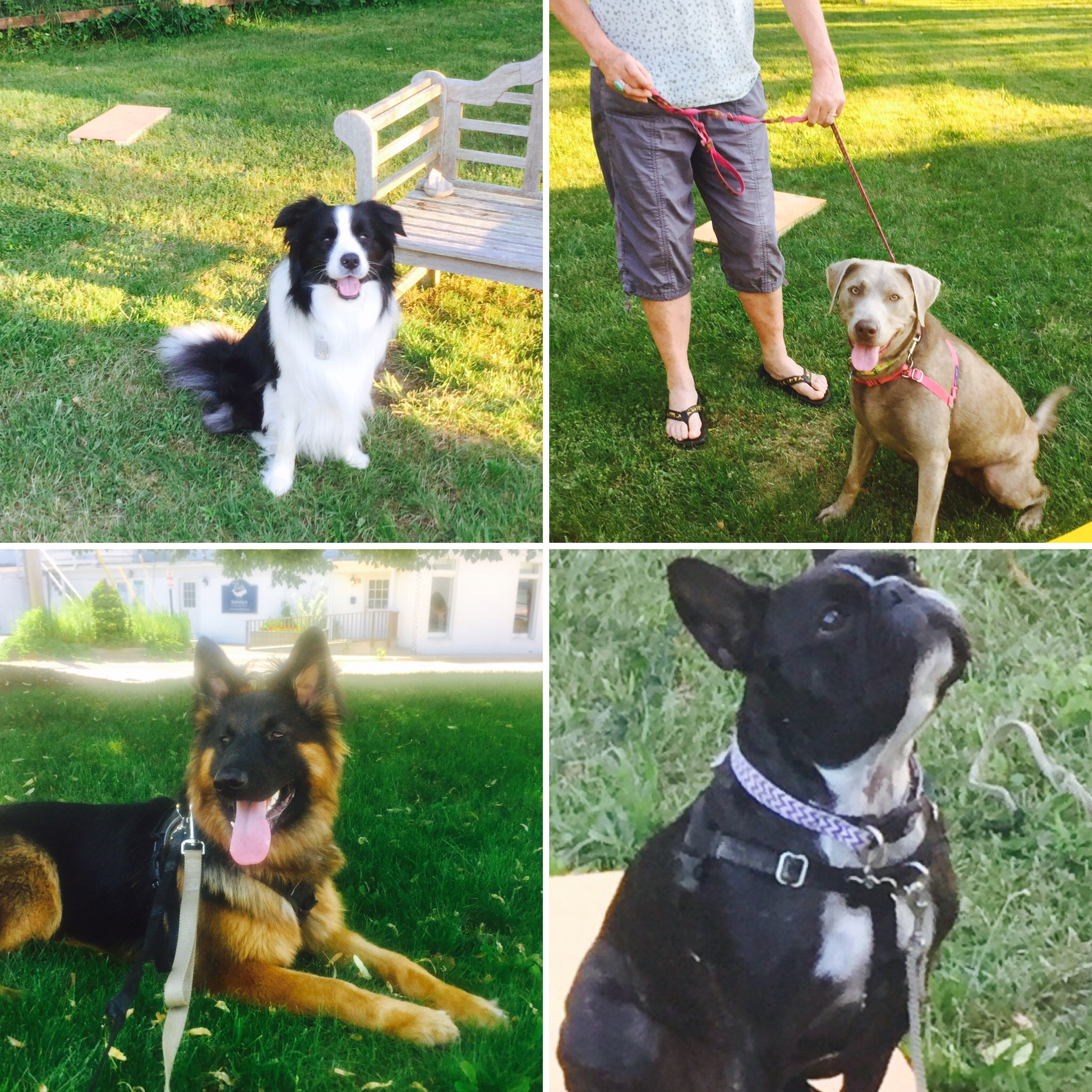 Dog Obedience Training – Coast Dogs Training